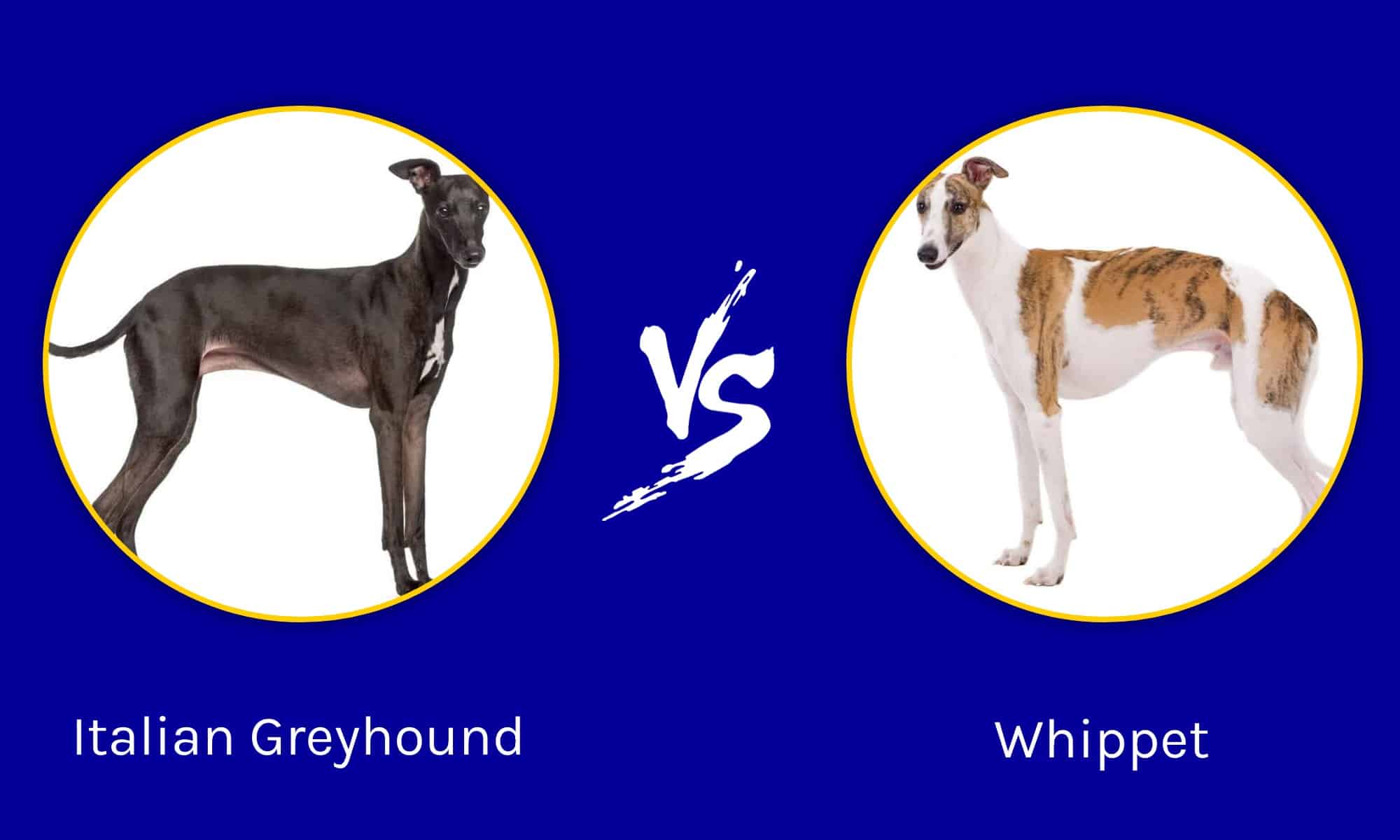Italian Greyhound Animal Facts - Canis lupus familiaris - A-Z Animals