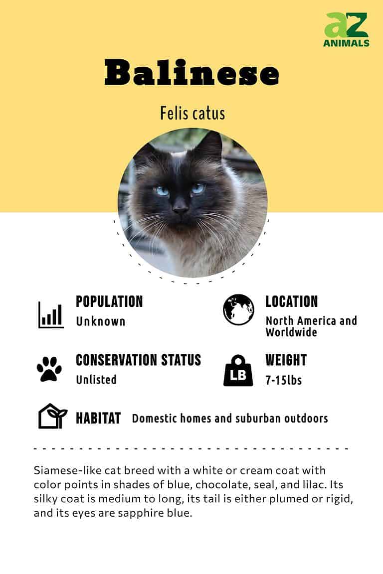 Balinese Cat Breed Complete Guide - A-Z Animals