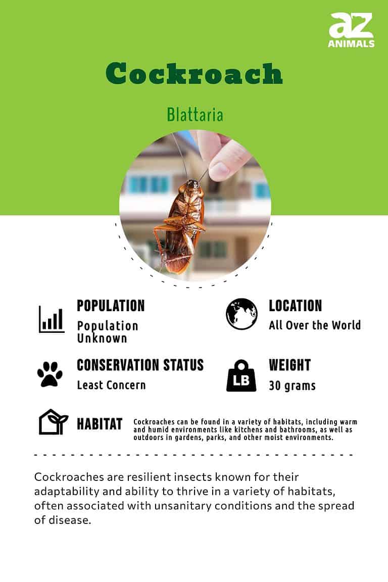 Cockroach Insect Facts - Blattaria - A-Z Animals