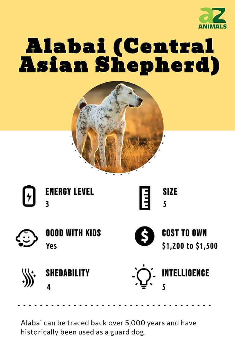 Alabai (Central Asian Shepherd) Dog Breed Complete Guide - A-Z Animals