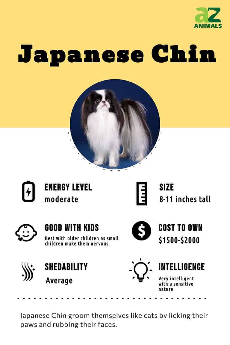 Japanese Chin Dog Breed Complete Guide - A-Z Animals