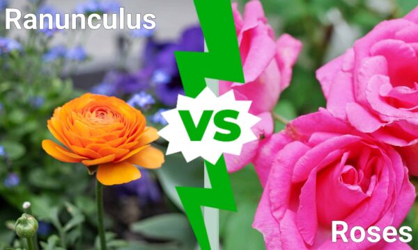 Ranunculus vs. Roses: 5 Key Differences to Know - A-Z Animals