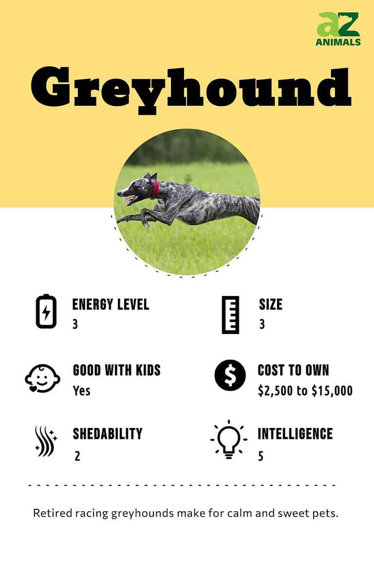 Greyhound Animal Facts - Canis Lupus - A-Z Animals