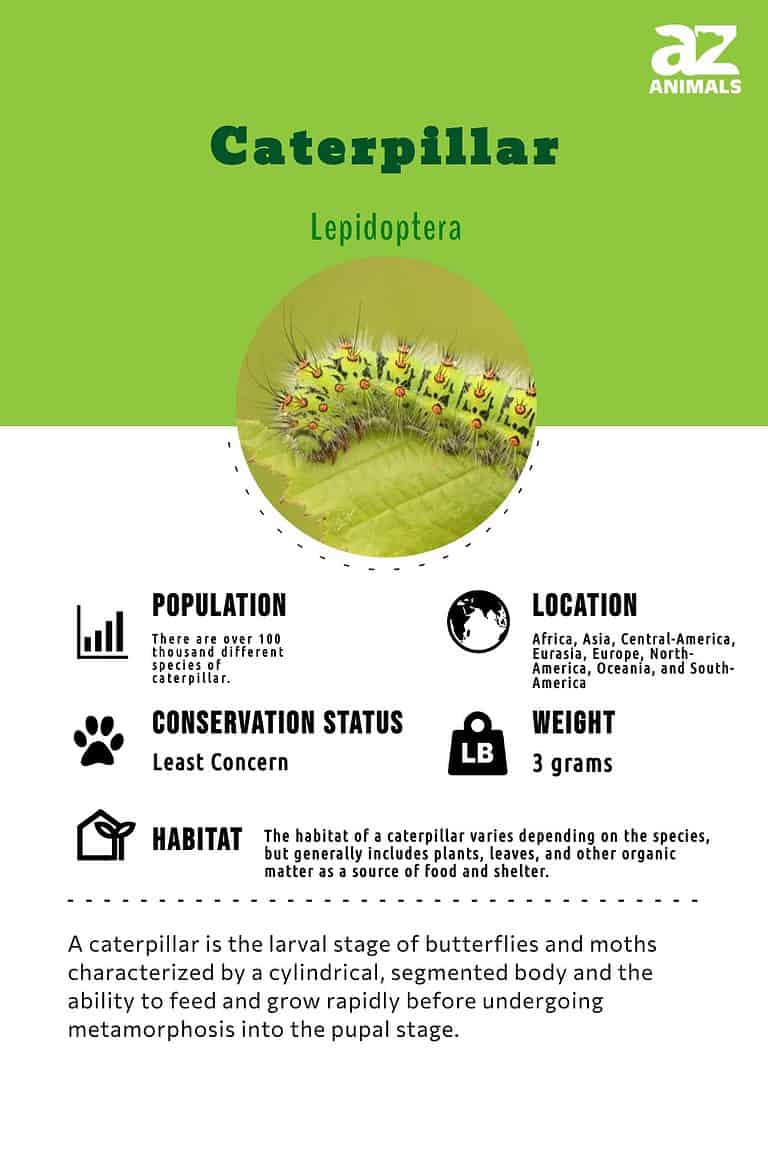 Caterpillar Insect Facts - A-Z Animals