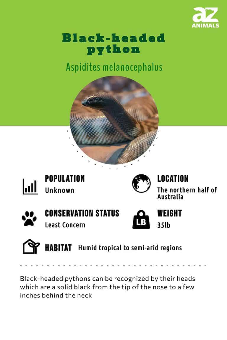 Black-headed python Animal Facts - Aspidites melanocephalus - A-Z Animals