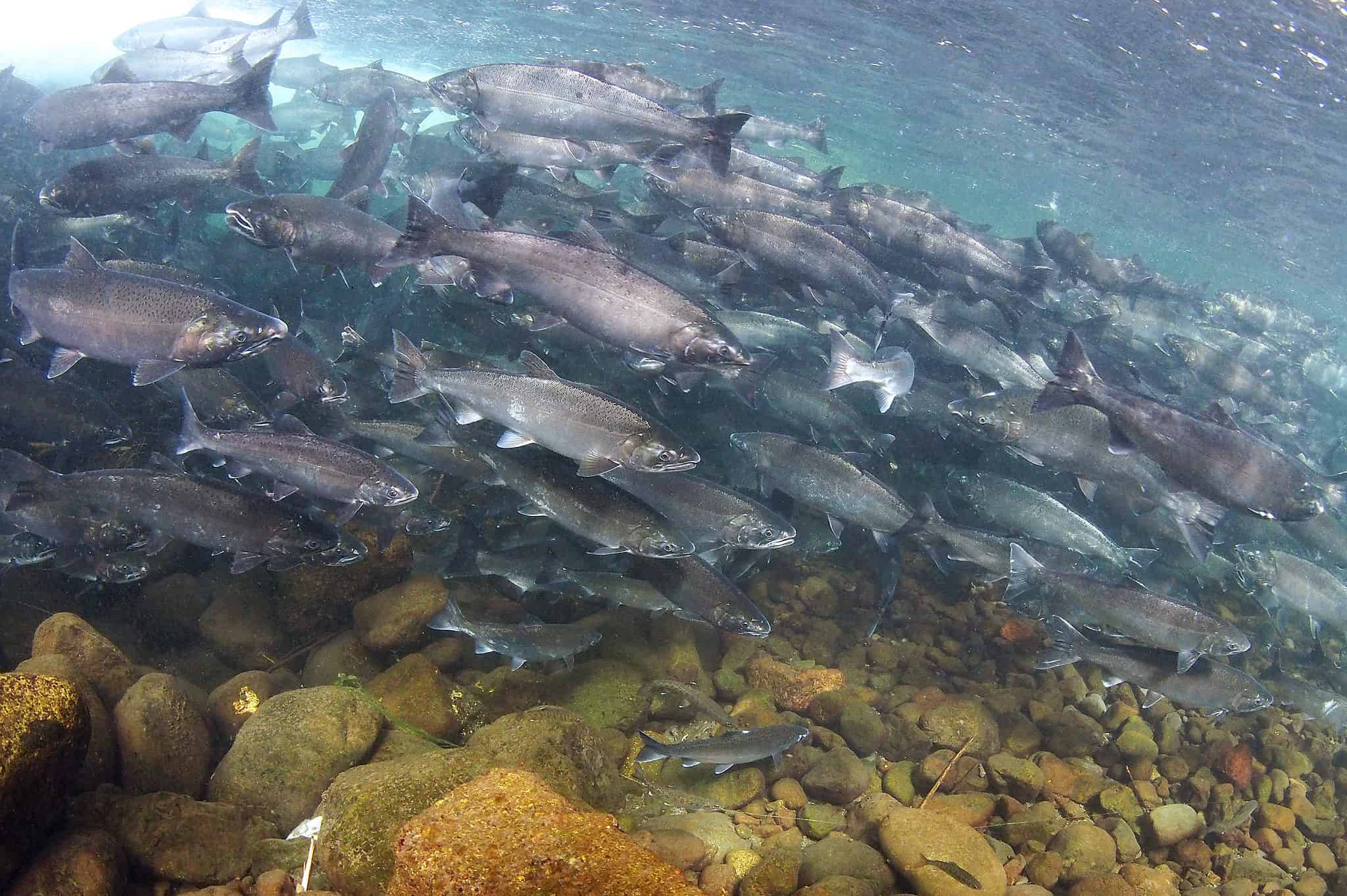How Deep Is the Klamath River? - A-Z Animals