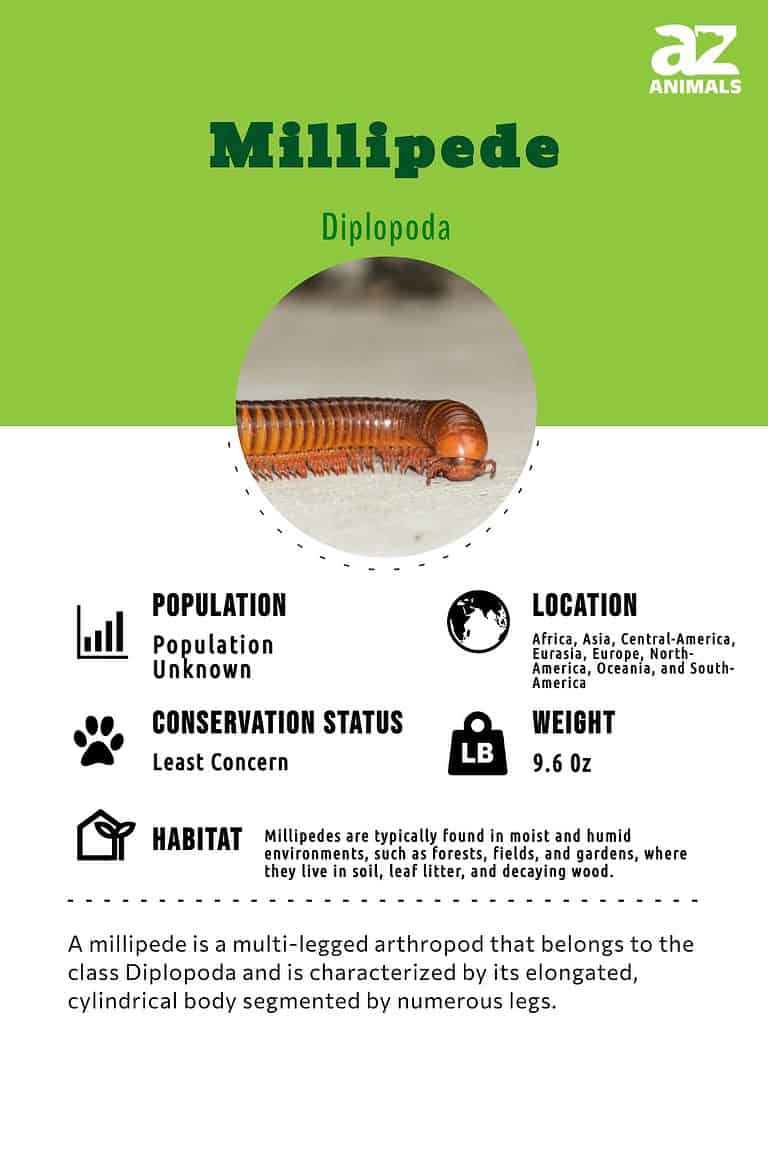 Millipede Animal Facts - A-Z Animals