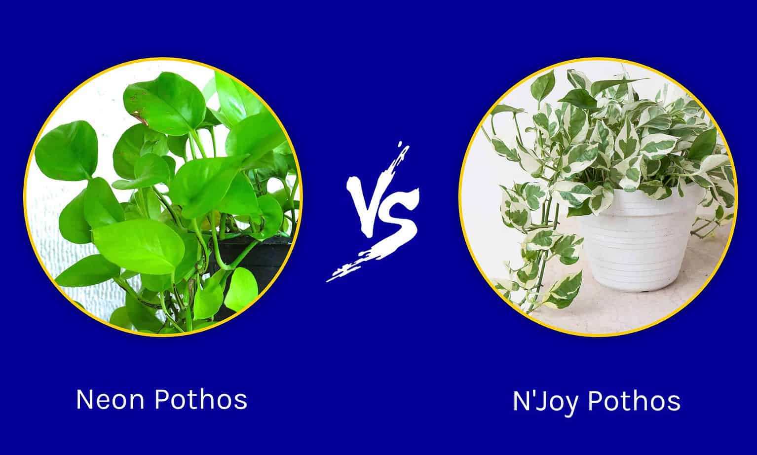 Neon Pothos vs. N’Joy Pothos - A-Z Animals