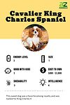 11 Common Health Problems Seen in Cavalier King Charles Spaniels - A-Z ...