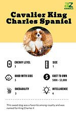 11 Common Health Problems Seen in Cavalier King Charles Spaniels - A-Z ...