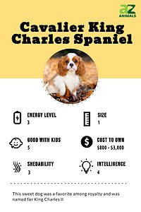 11 Common Health Problems Seen in Cavalier King Charles Spaniels - A-Z ...