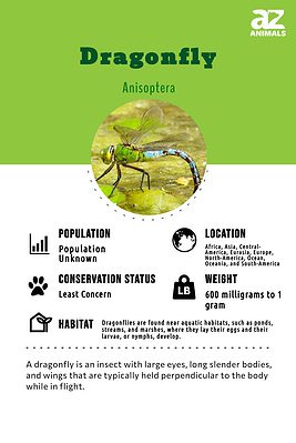 Dragonfly Insect Facts - A-Z Animals