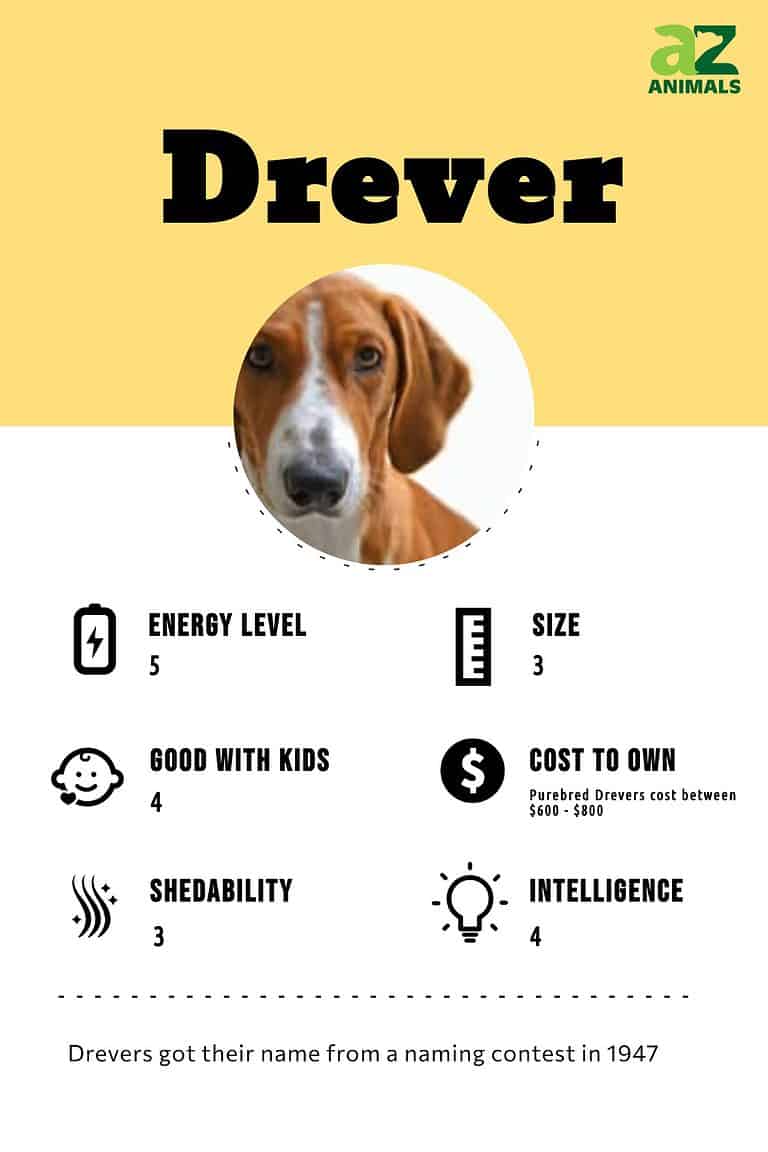 Drever Dog Breed Complete Guide - A-Z Animals
