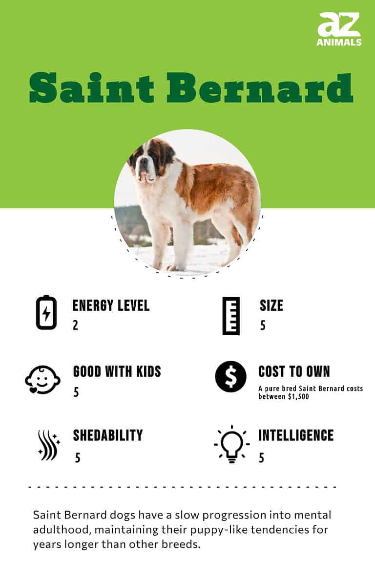 Saint Bernard Dog Breed Complete Guide - A-Z Animals
