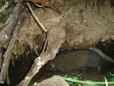Mountain Beaver Animal Facts - Aplodontia rufa - A-Z Animals