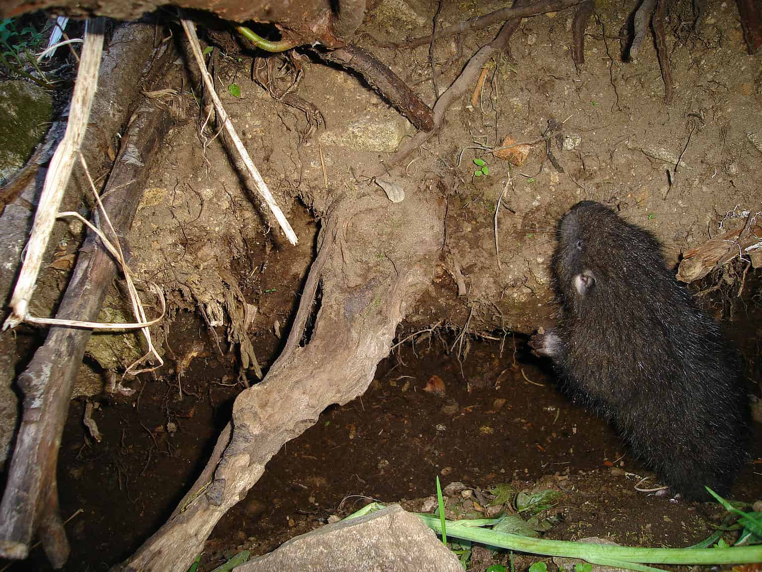 Mountain Beaver Animal Facts - Aplodontia rufa - A-Z Animals