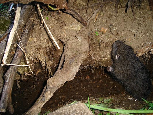 Mountain Beaver Animal Facts - Aplodontia rufa - A-Z Animals