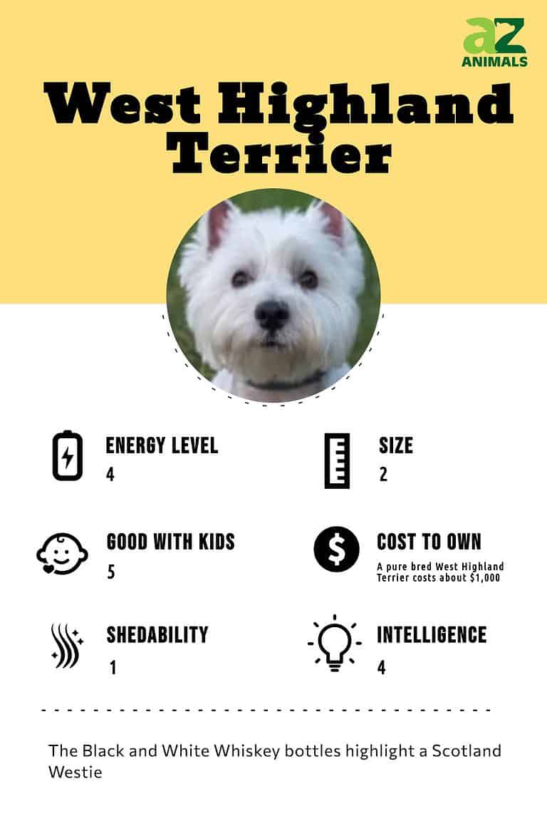 West Highland Terrier Dog Breed Complete Guide - A-Z Animals