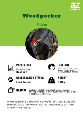 Woodpecker Bird Facts - Picidae - A-Z Animals