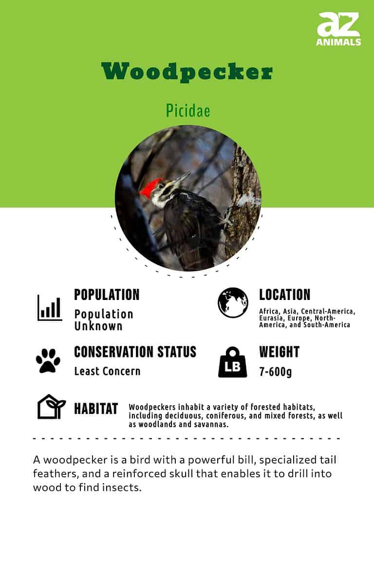 Woodpecker Bird Facts - A-Z Animals