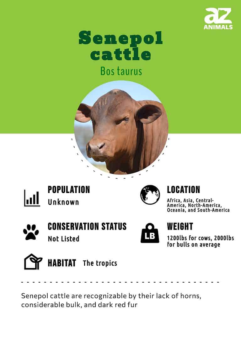 Senepol Cattle Animal Facts - Bos taurus - A-Z Animals