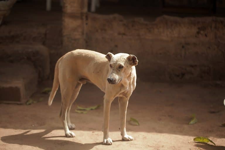 10 Types of African Dog Breeds - A-Z Animals