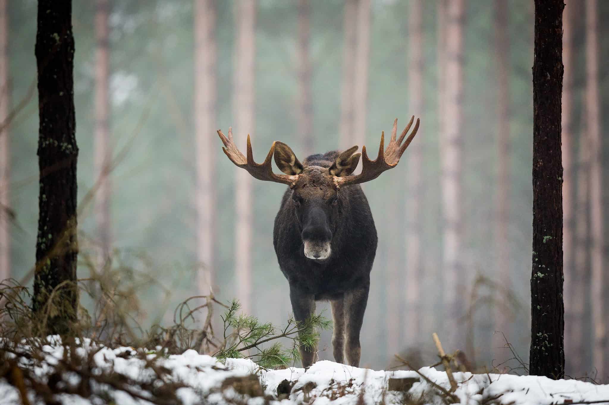 Moose Size Comparison: Just How Big Are They? - A-Z Animals