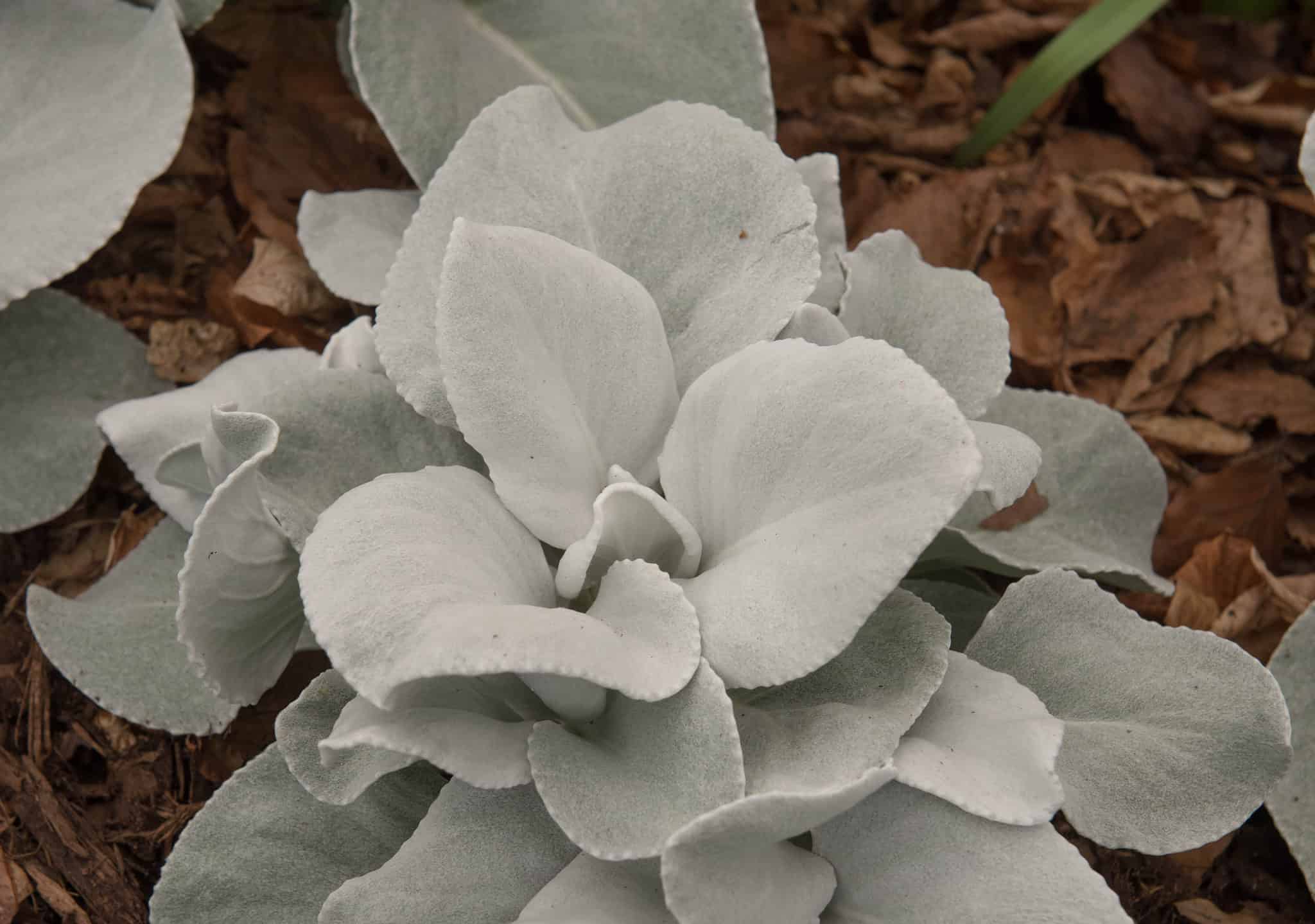 13 Types of Senecio Succulents - A-Z Animals