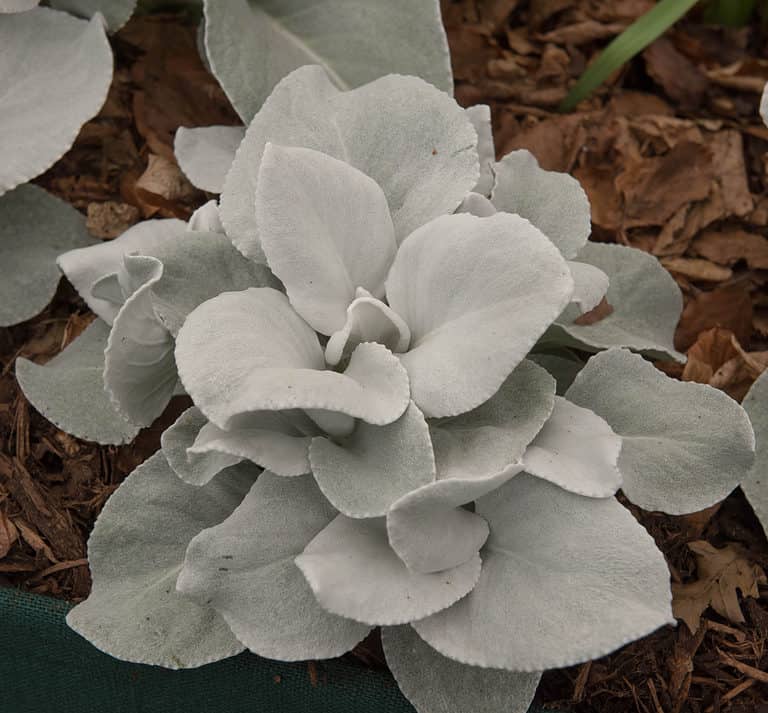 13 Types of Senecio Succulents - A-Z Animals