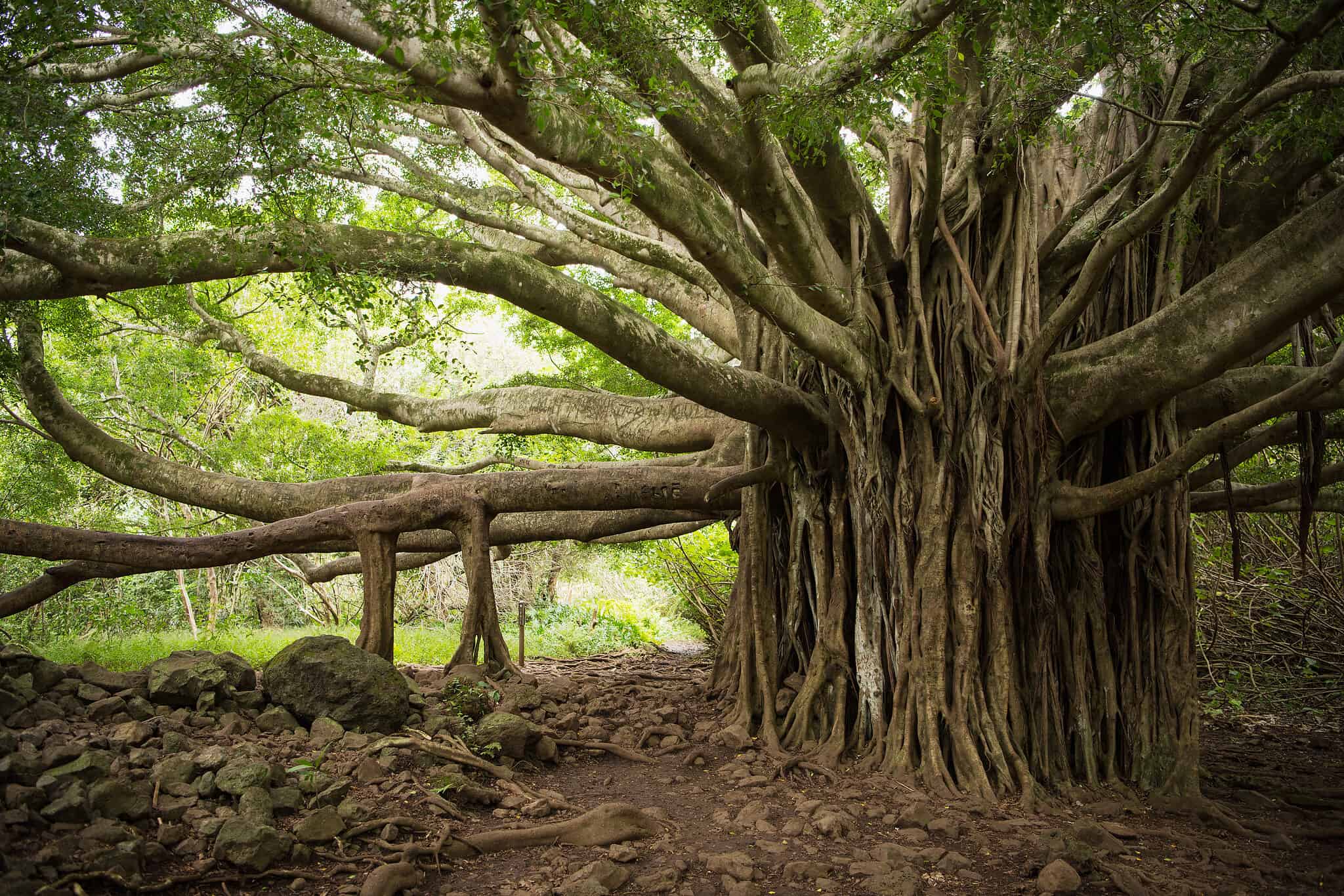 How Big Is the World's Largest Banyan Tree? - AZ Animals