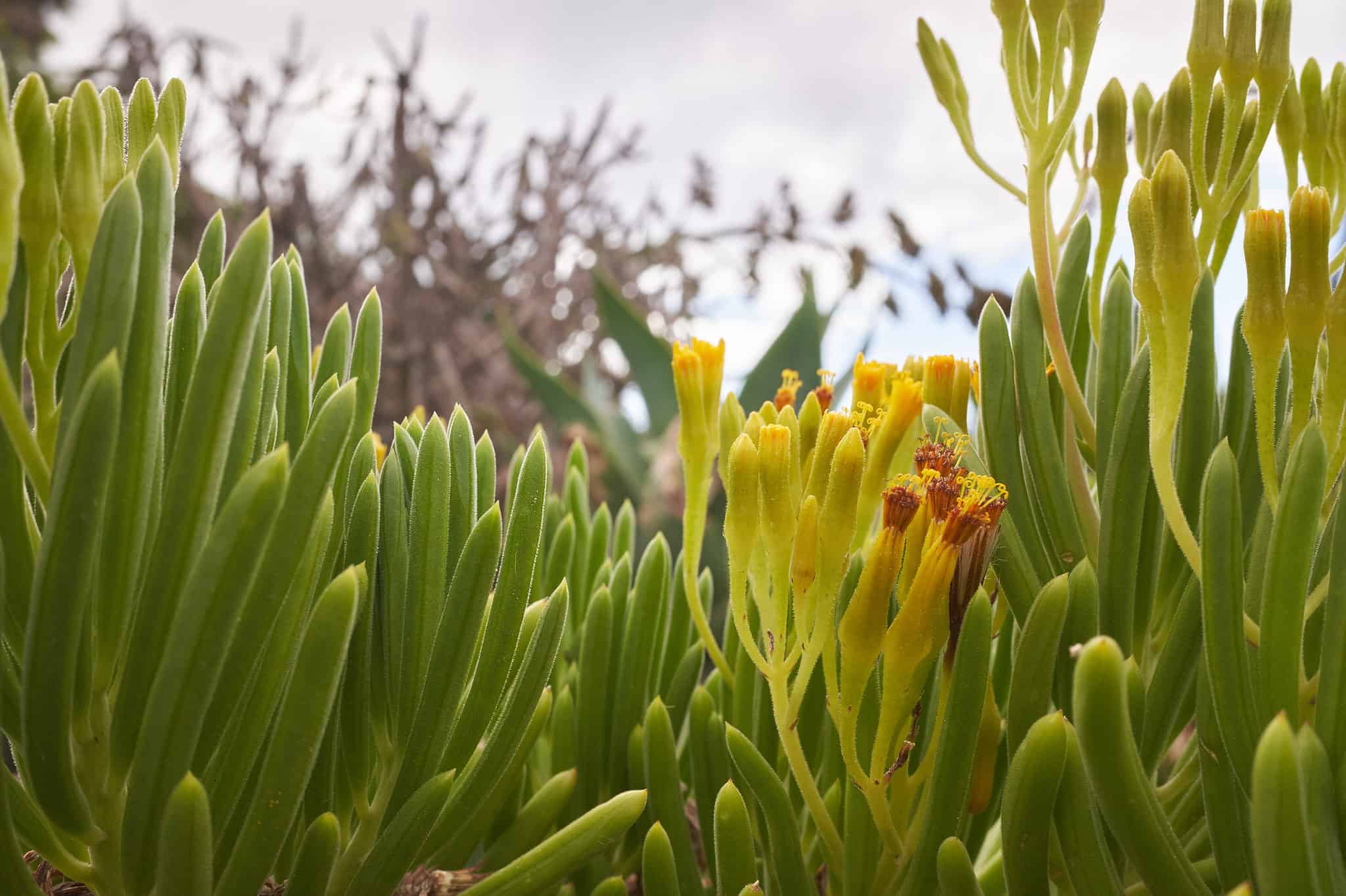 13 Types of Senecio Succulents - A-Z Animals