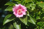Discover the National Flower of the Dominican Republic: The Bayahibe ...