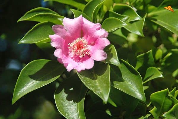 Discover the National Flower of the Dominican Republic: The Bayahibe ...