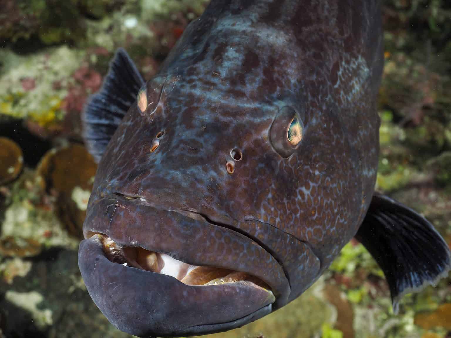 Rockfish Animal Facts - Sebastes - A-Z Animals