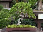 Buttonwood Bonsai Tree - A-Z Animals