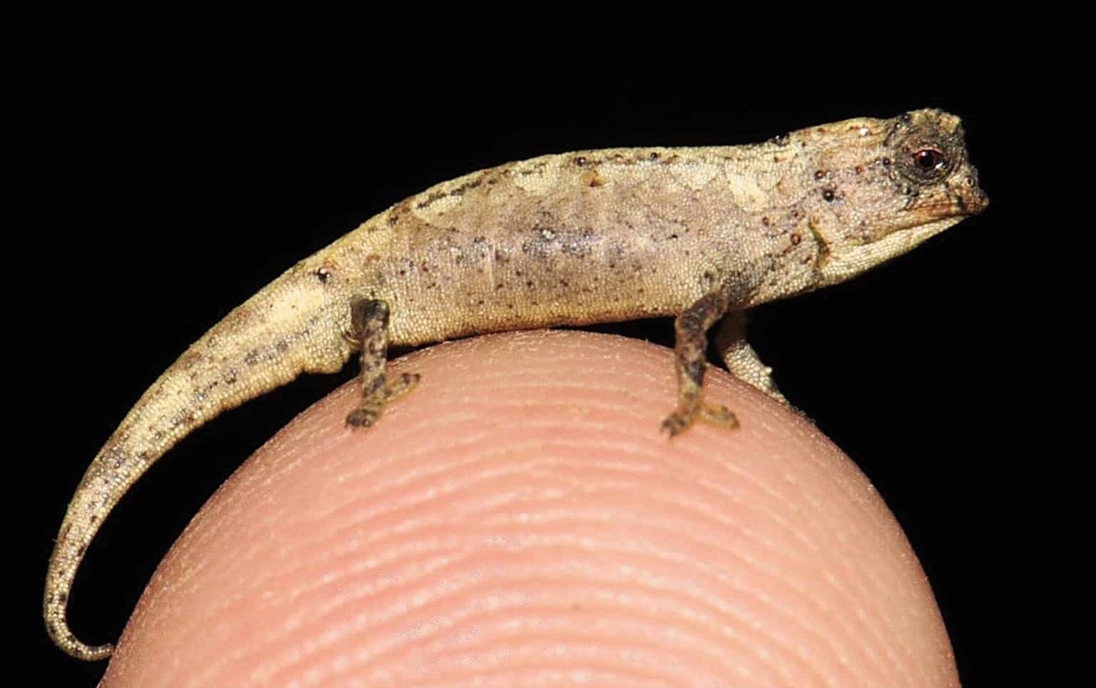 These Miniature Animals Are Almost Too Small to Believe - A-Z Animals