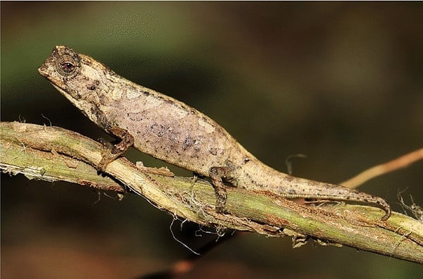 The Intriguingly Minuscule Brookesia nana - A-Z Animals