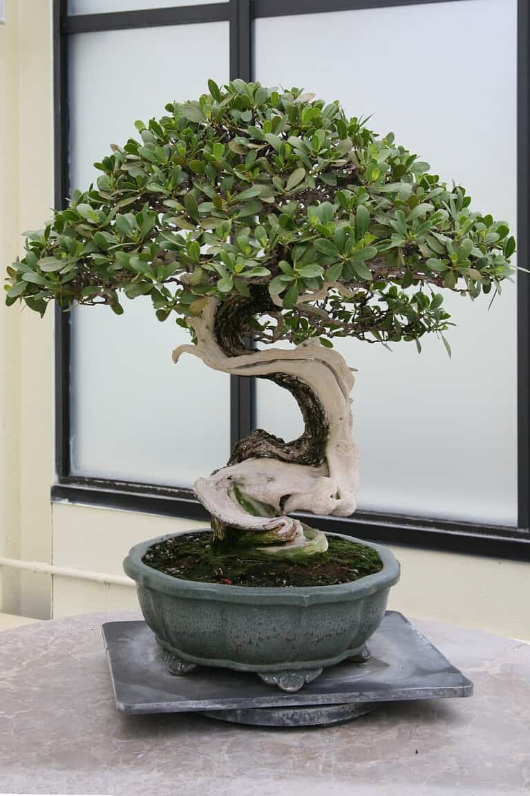 Bonsai Tree: Meaning, Symbolism, and Significance