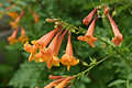 Discover The National Flower of Peru: Cantua Buxifolia - A-Z Animals