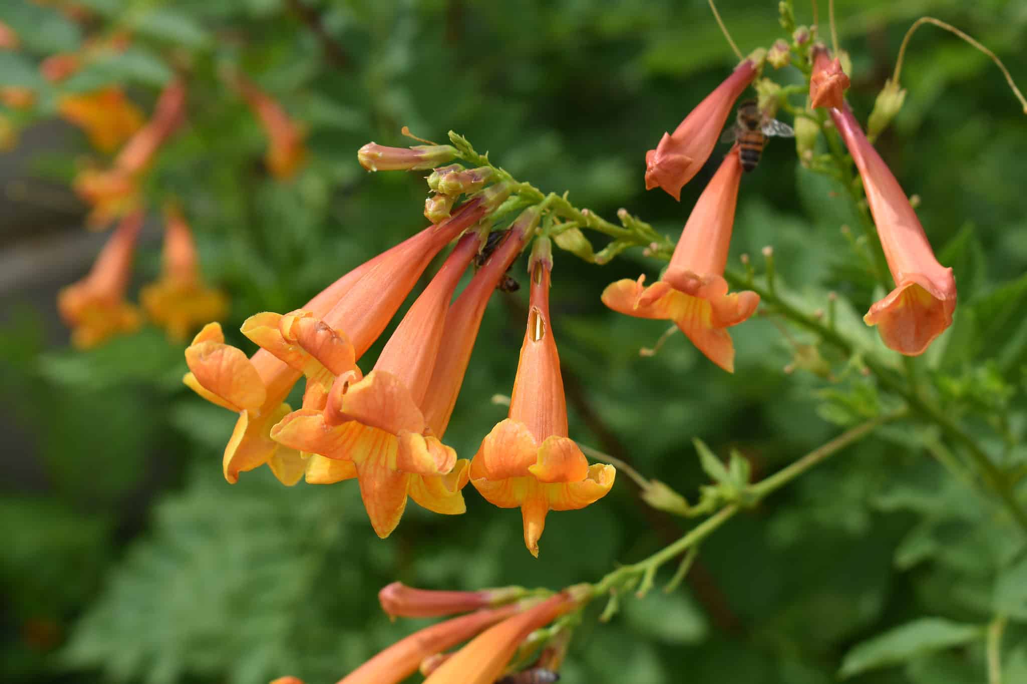 Discover The National Flower of Peru: Cantua Buxifolia - A-Z Animals