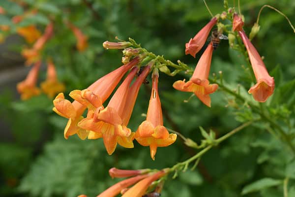 Discover The National Flower of Peru: Cantua Buxifolia - A-Z Animals