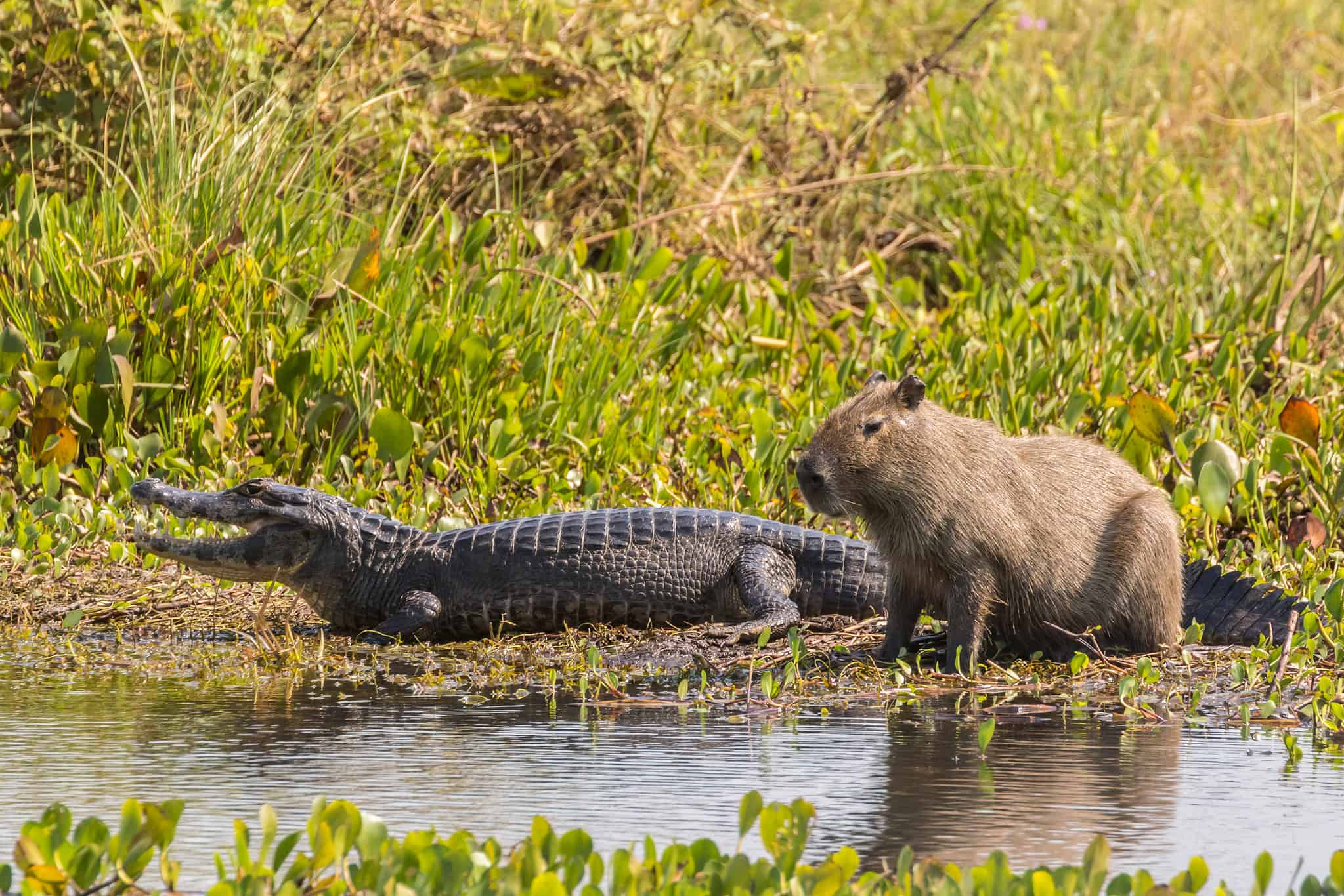 Capybaras with Other Animals: Do They Really Get Along with Everyone ...