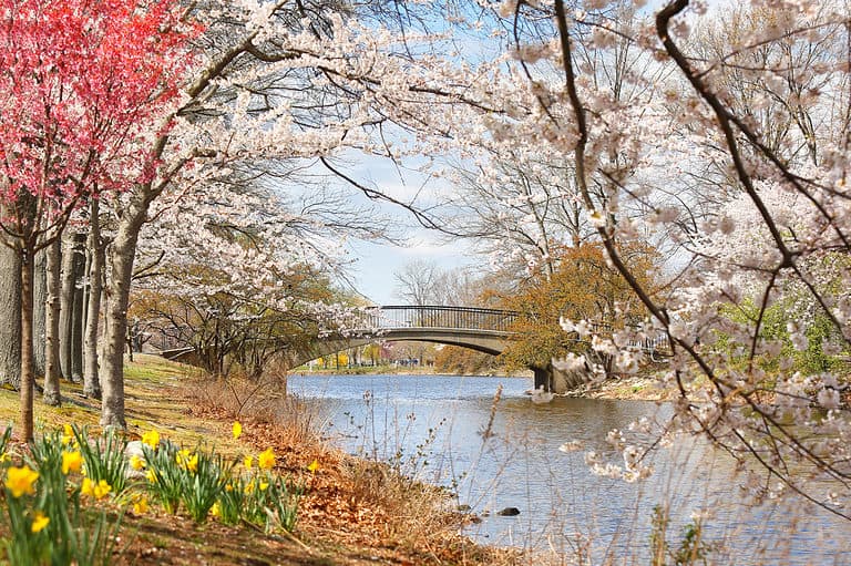 Cherry Blossoms in Michigan: When They Bloom and Where to See Them - A ...