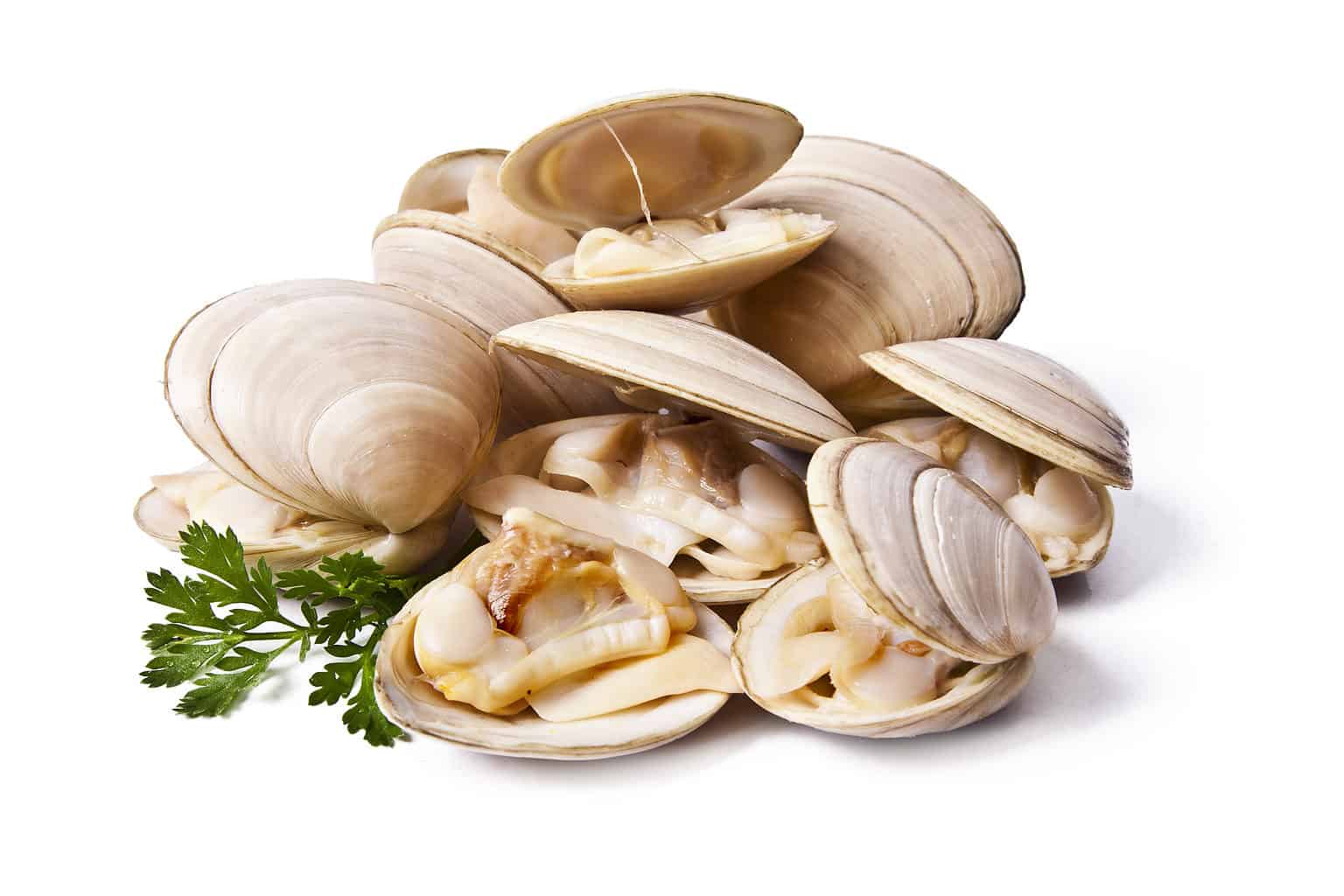 What Are Bivalves? 5 Examples of These Amazing Creatures - A-Z Animals