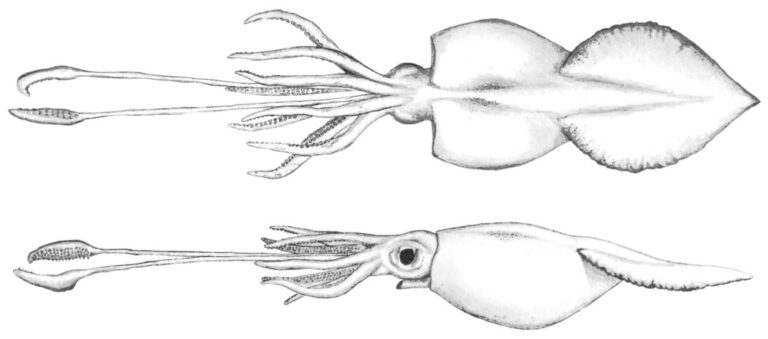 Unveiling the Mysteries of the Colossal Squid: 10 Fascinating Facts - A ...