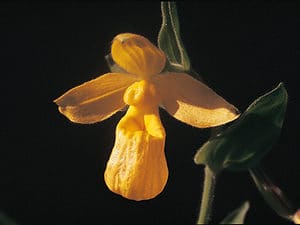 Discover the National Flower of Guatemala: White Nun Orchid - A-Z Animals