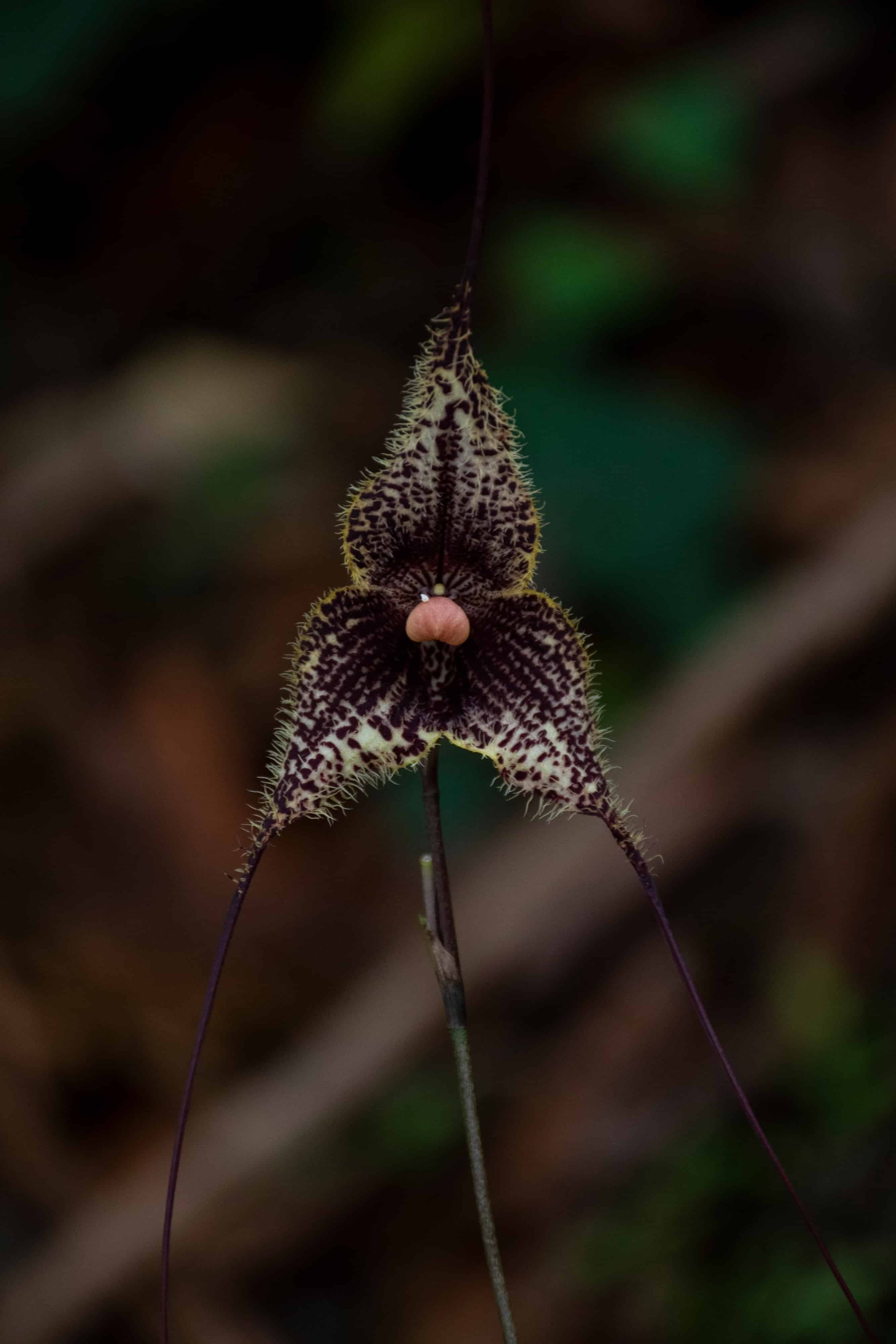 Discover the National Flower of Honduras: Rhyncholaelia Digbyana - A-Z ...