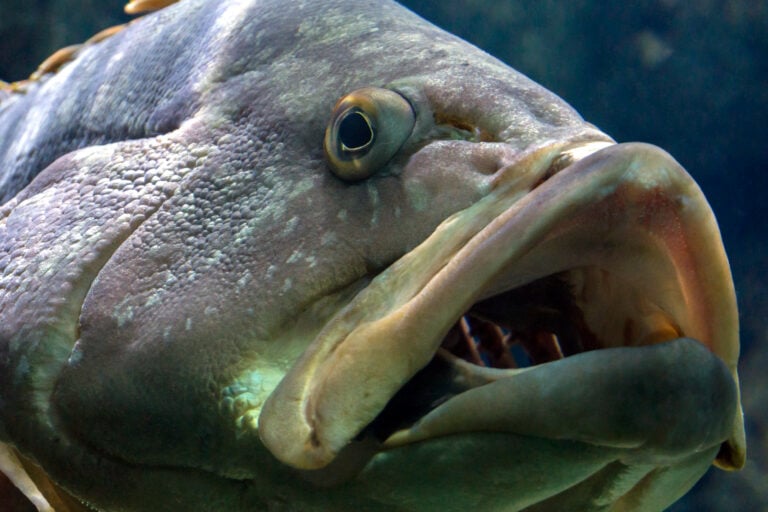 Discover 8 Spectacular Fish Found in Israel - A-Z Animals