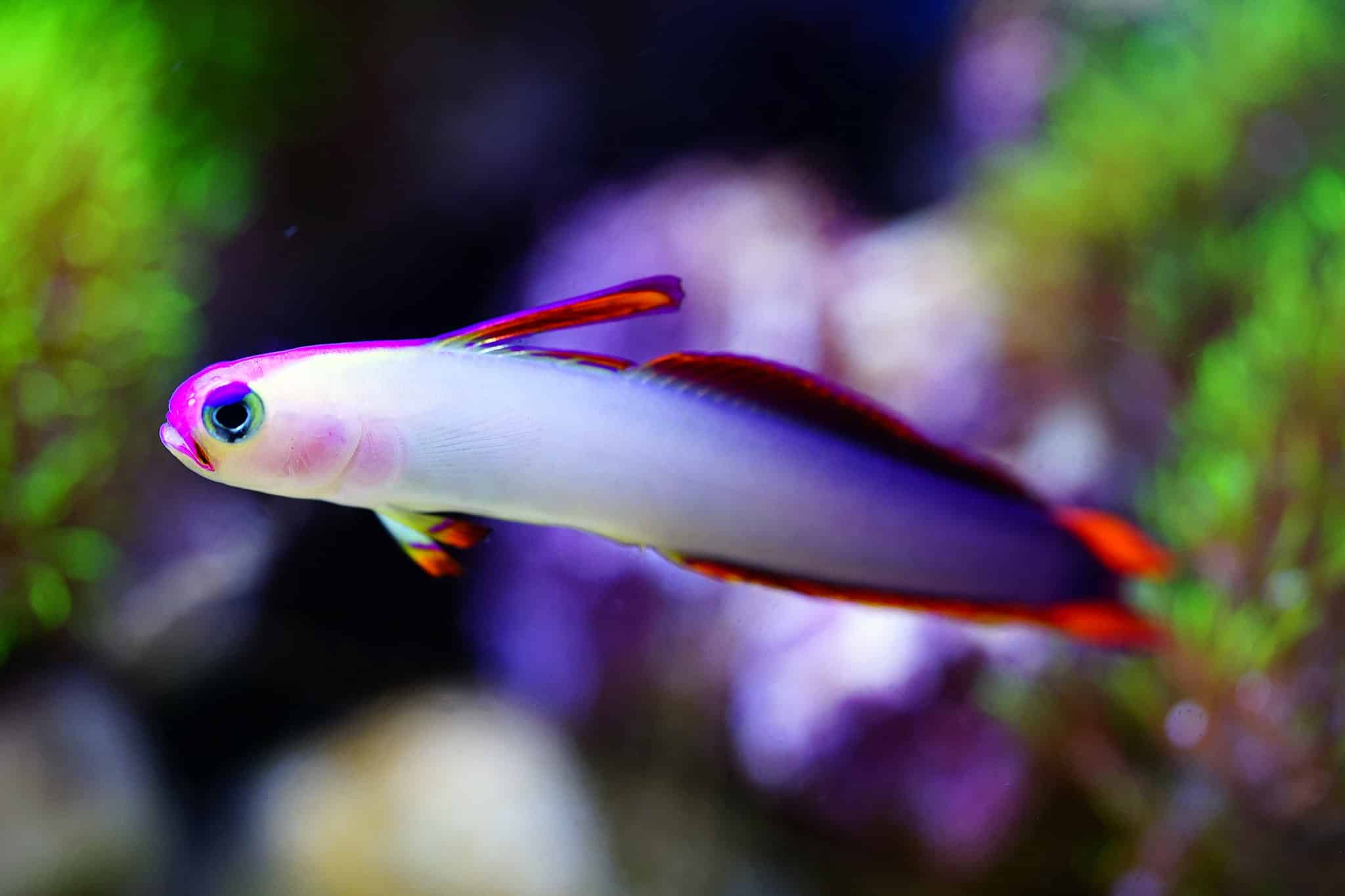 10 Types of Saltwater Fish and Which Make the Best Pets - A-Z Animals