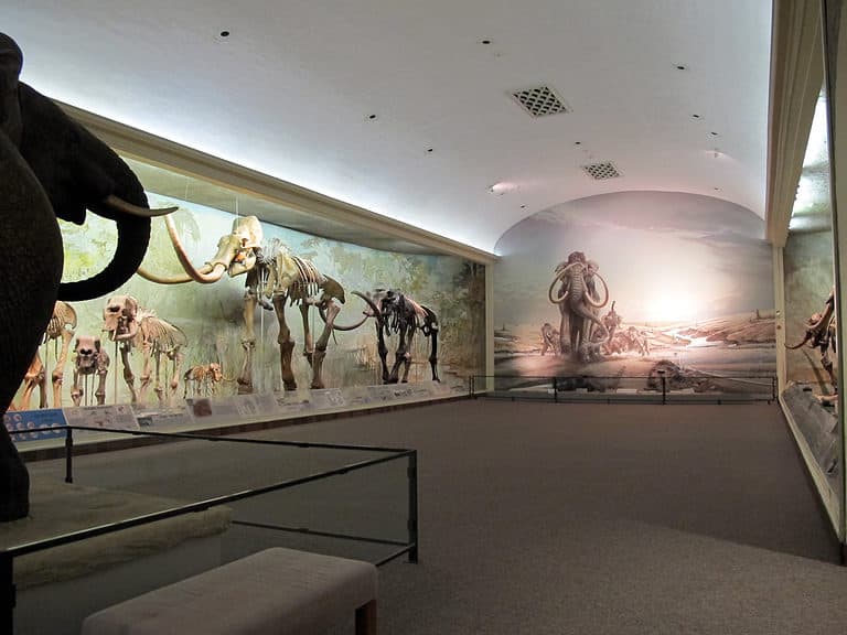 Dinosaurs That Lived in Nebraska (And Where to See Fossils Today) - A-Z ...